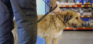 宠物食品品牌普瑞纳推出“DogPay”：狗狗自己也能买东西了 - 数英