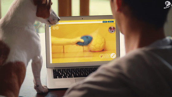 巴西宠物零售商Petz：狗脸识别，让宠物自己也能网购 - 数英