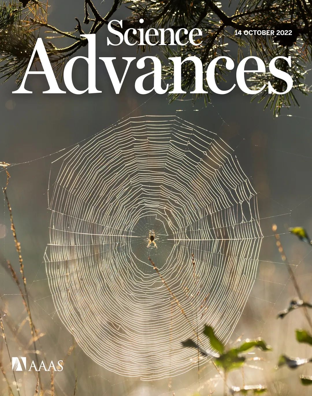 学术期刊封面也能这么美，张张屏保！ - 数英