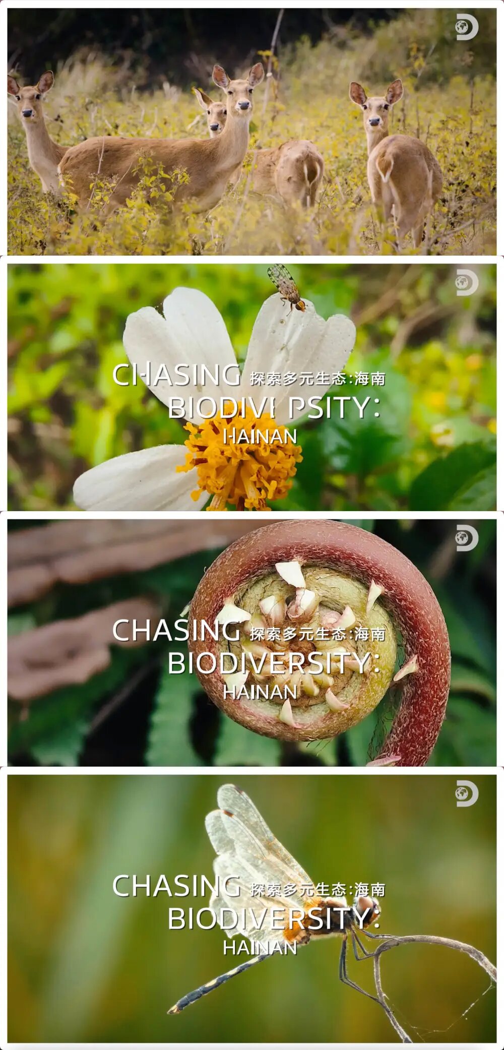 MediaTek与Discovery携手打造全新节目 《探索多元生态：海南》 - 数英