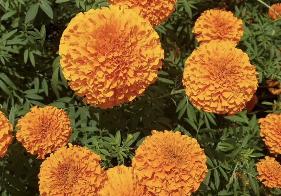 《叶黄素和玉米黄质与视觉健康》白皮书发布，揭示1+1＞2的“护眼黄金CP”价值 - 数英